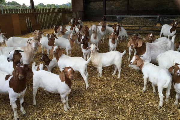 SAO SALVADOR ALIMENTOS S/A Buy PURE BREED BOER GOAT online Buy PURE ...